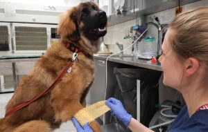 Aseptic technique in human and animal wound care - LAB Focus